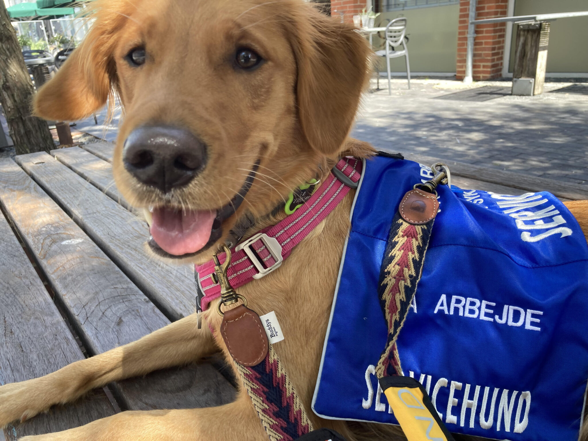 Psykiatrisk servicehund - Trinitas